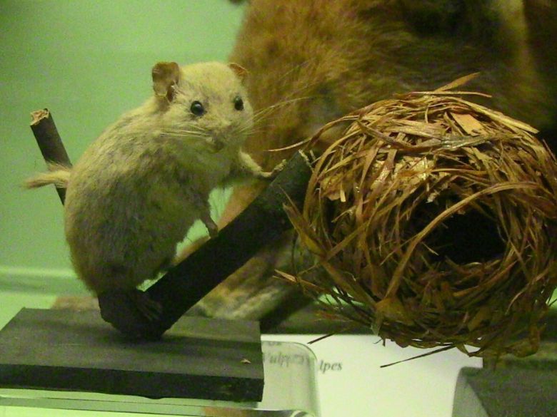 Haslemere Museum